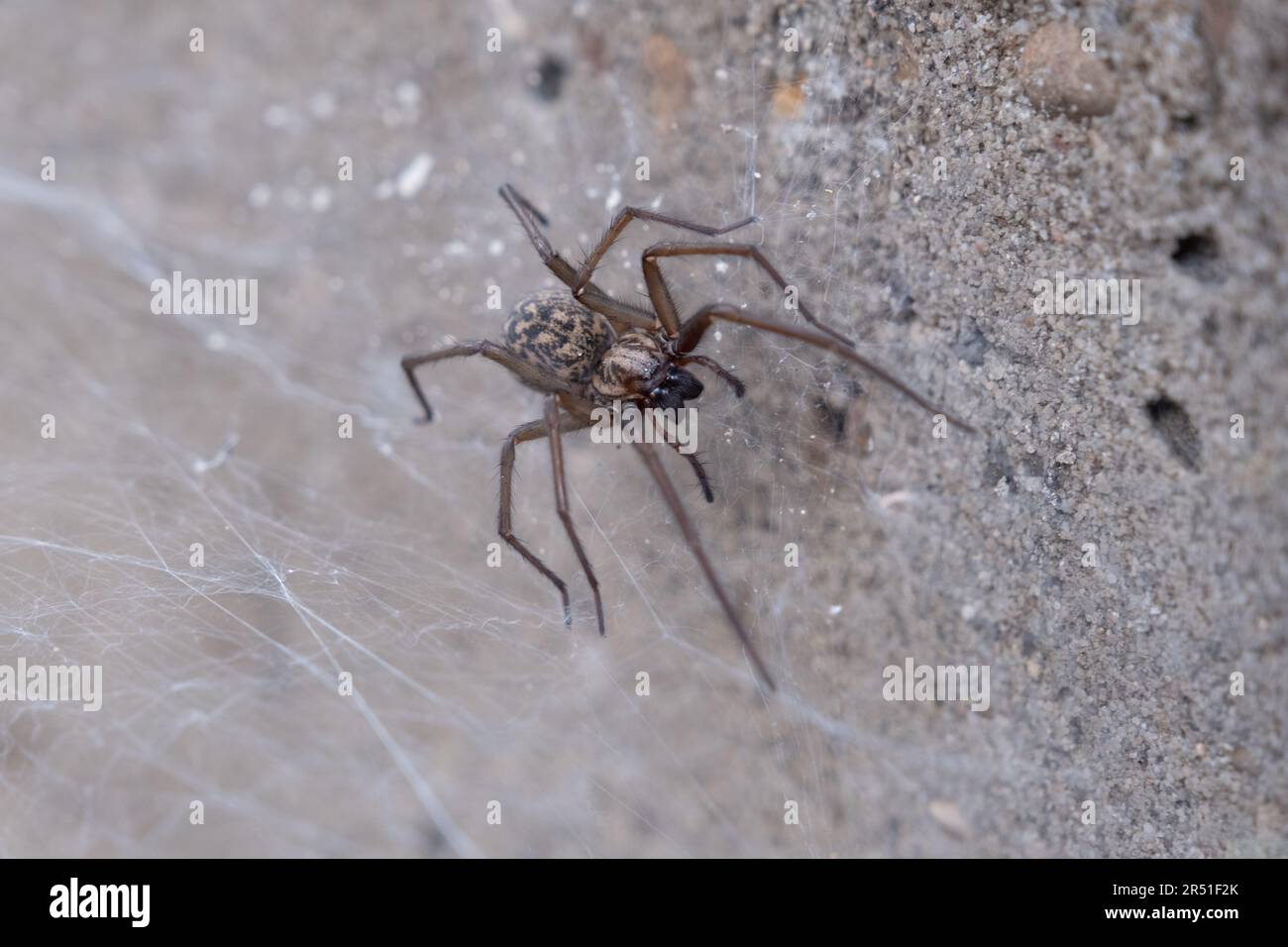 A house spider waiting for a fly - a cobweb and a stone in the ...