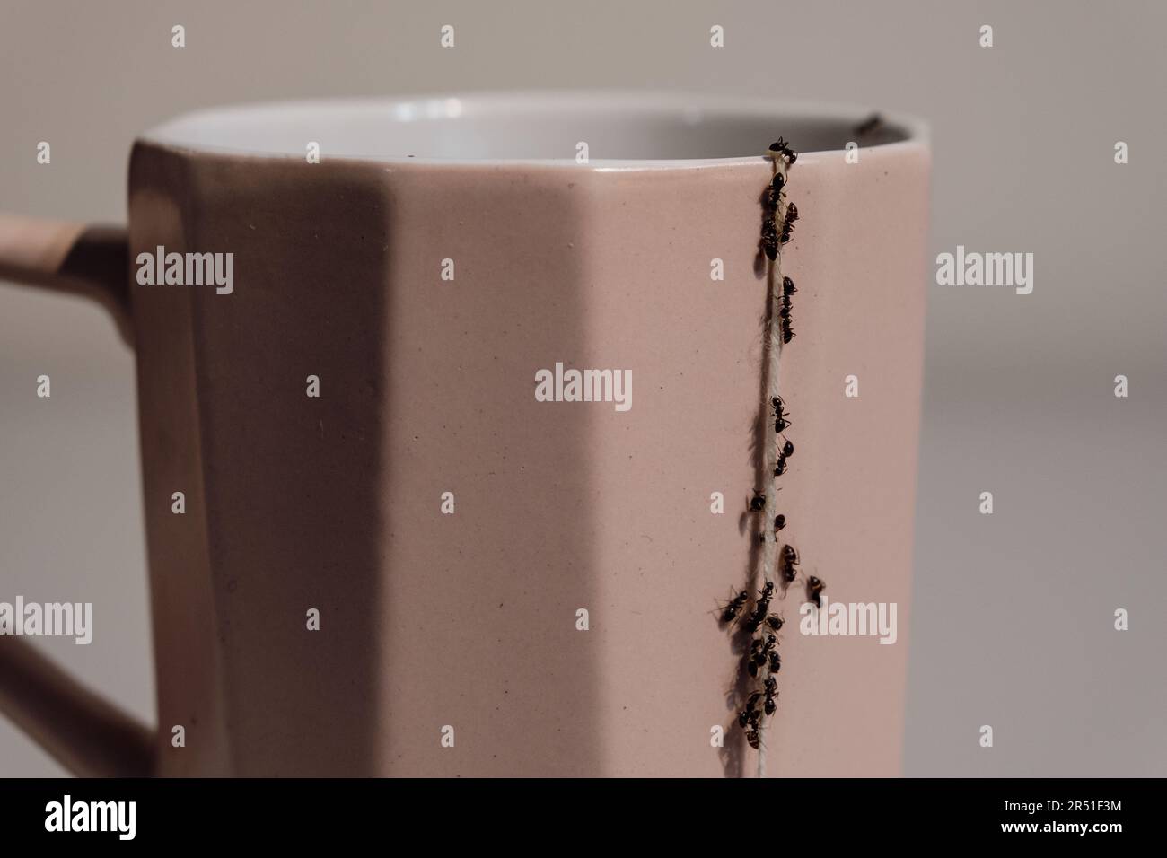 Ants on a cup in the house - coming in on a string Stock Photo - Alamy
