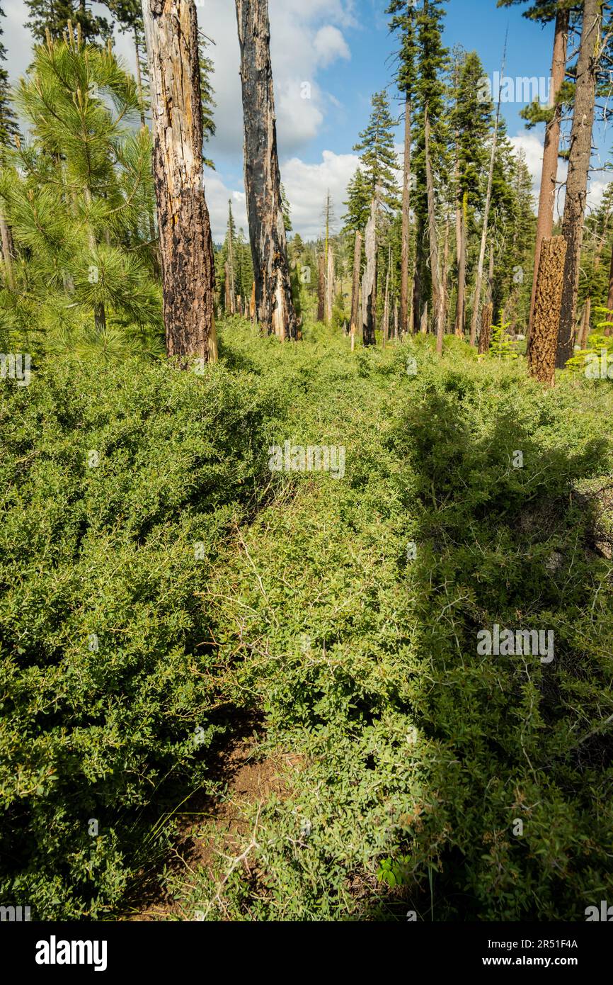 White Thorn Bushes Choke Out The Trail Around Laurel Lake in Yosemite ...