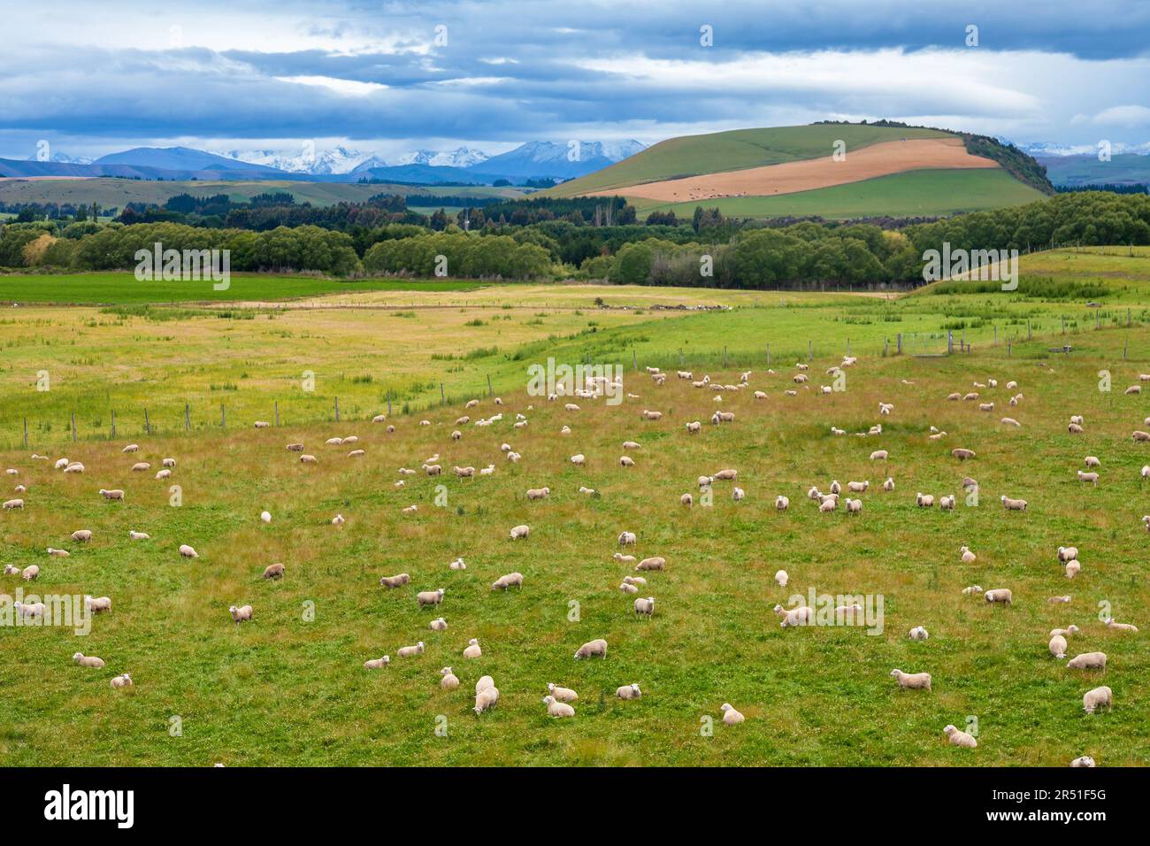Rree range sheep grazing in a pasture at South Island of New Zealand ...