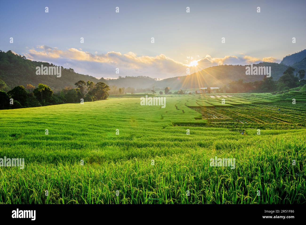 Chiang Mai, Thailand sunrise over rice terraces Stock Photo - Alamy