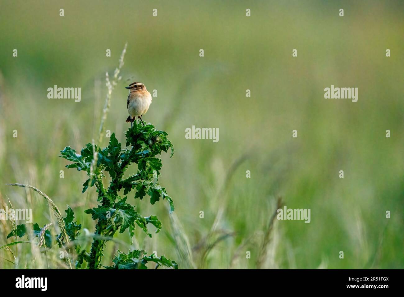 Bird animal wildlife whinchat hi-res stock photography and images - Alamy