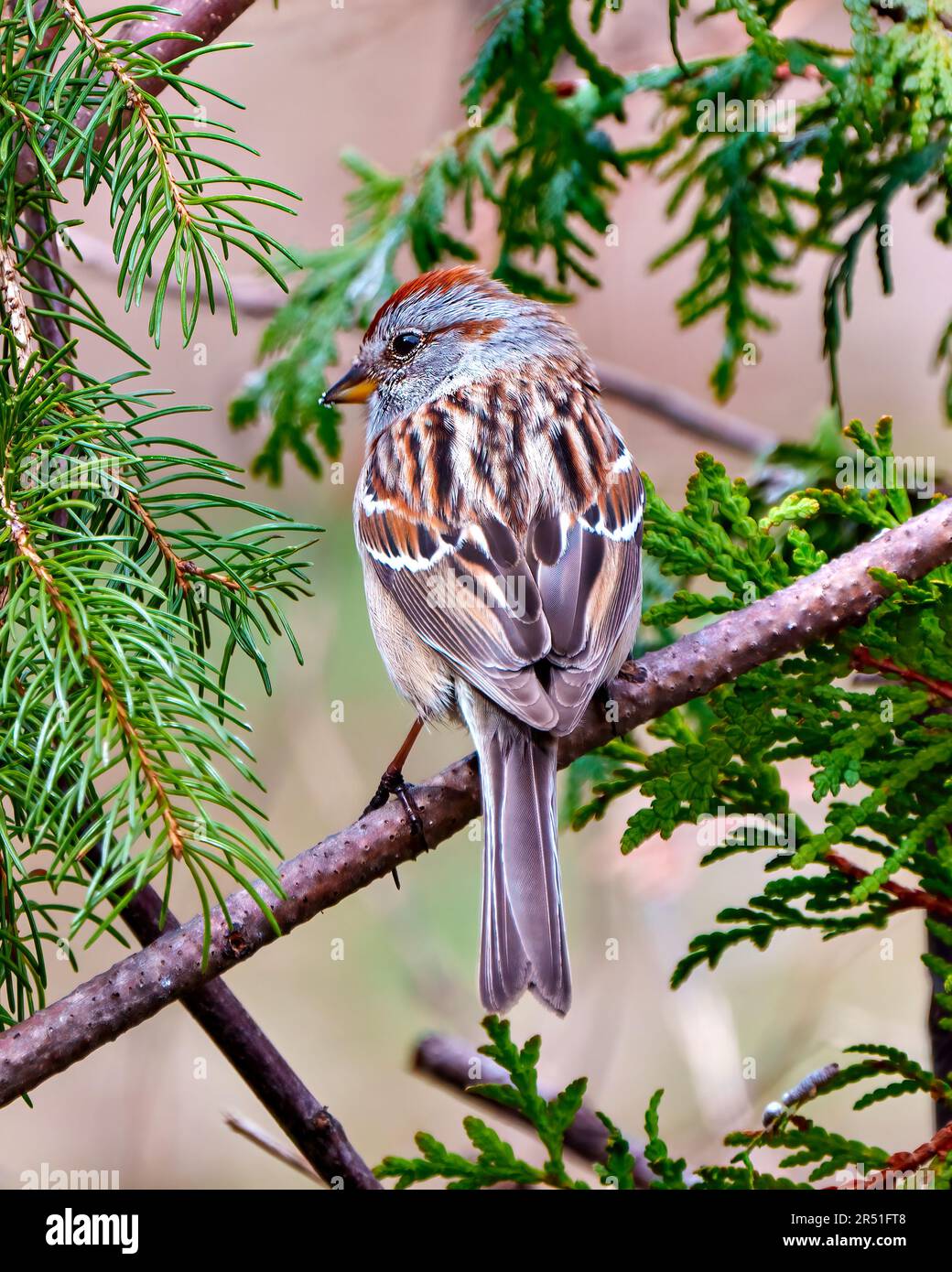 American Tree Sparrow close-up rear view perched with a coniferous tree ...