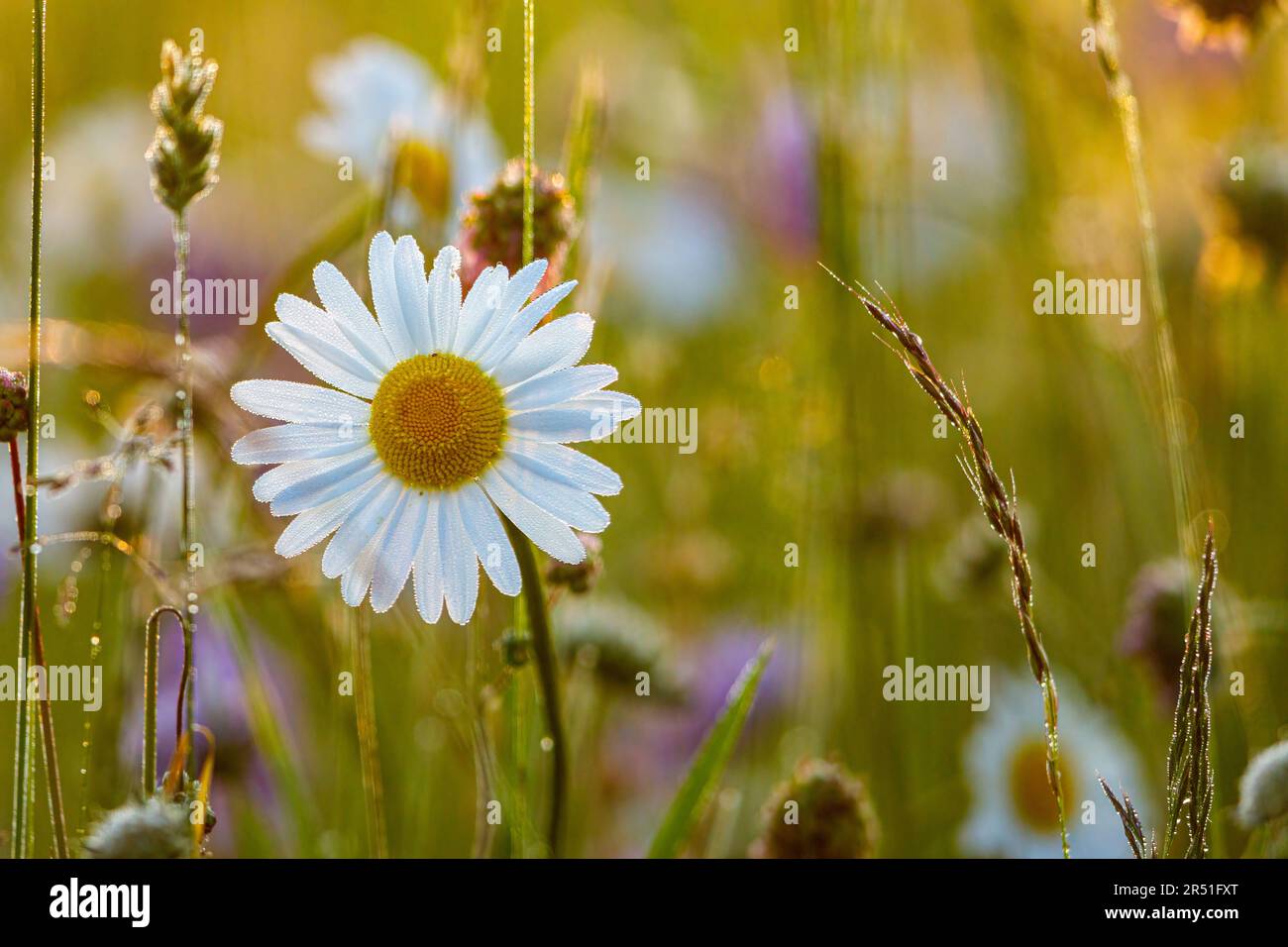 Shasta daisy background hi-res stock photography and images - Alamy