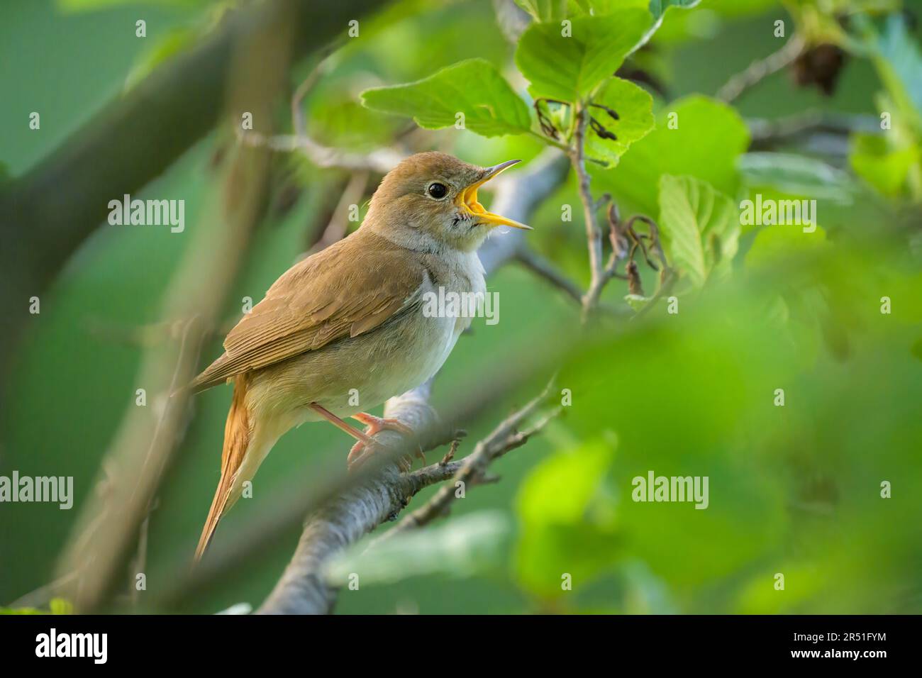 A Common Nightingale sitting in a bush singing, sunny morning in ...