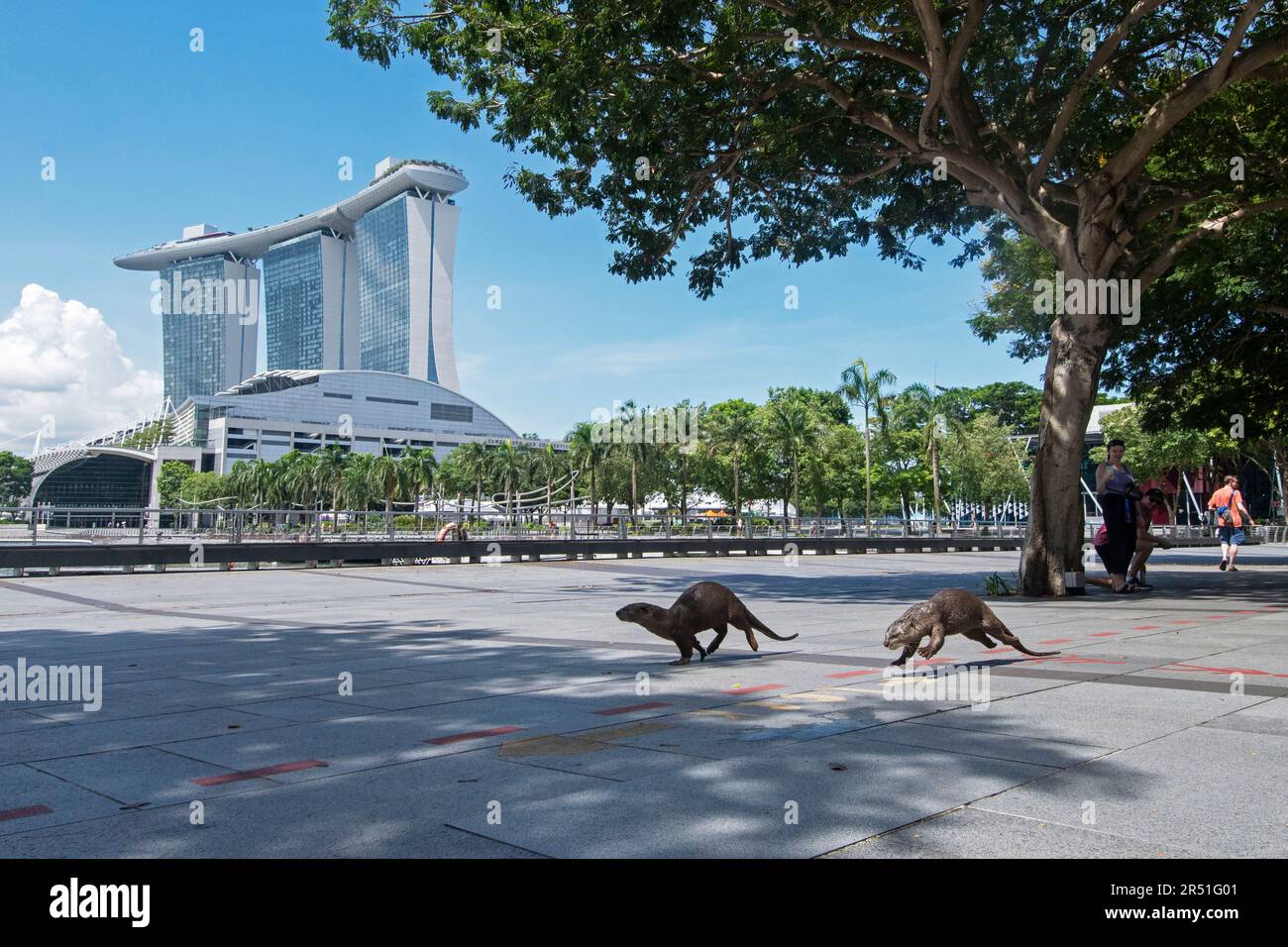 Singapore. 2nd May, 2023. Wild smooth-coated otters make their way ...