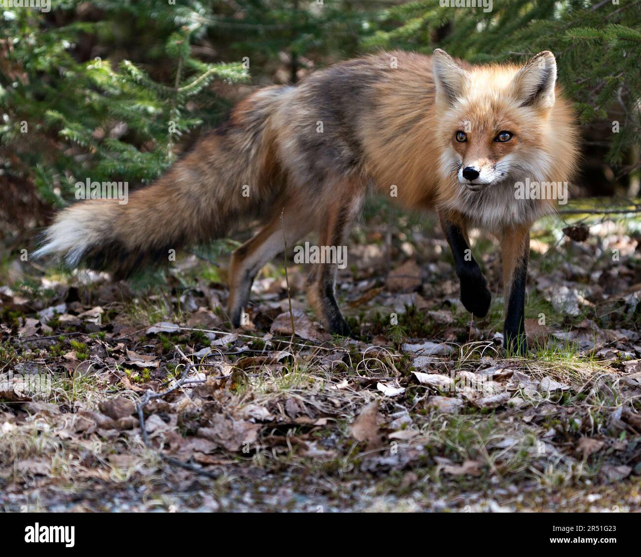 Red Fox close-up profile side view in the spring season with coniferous ...