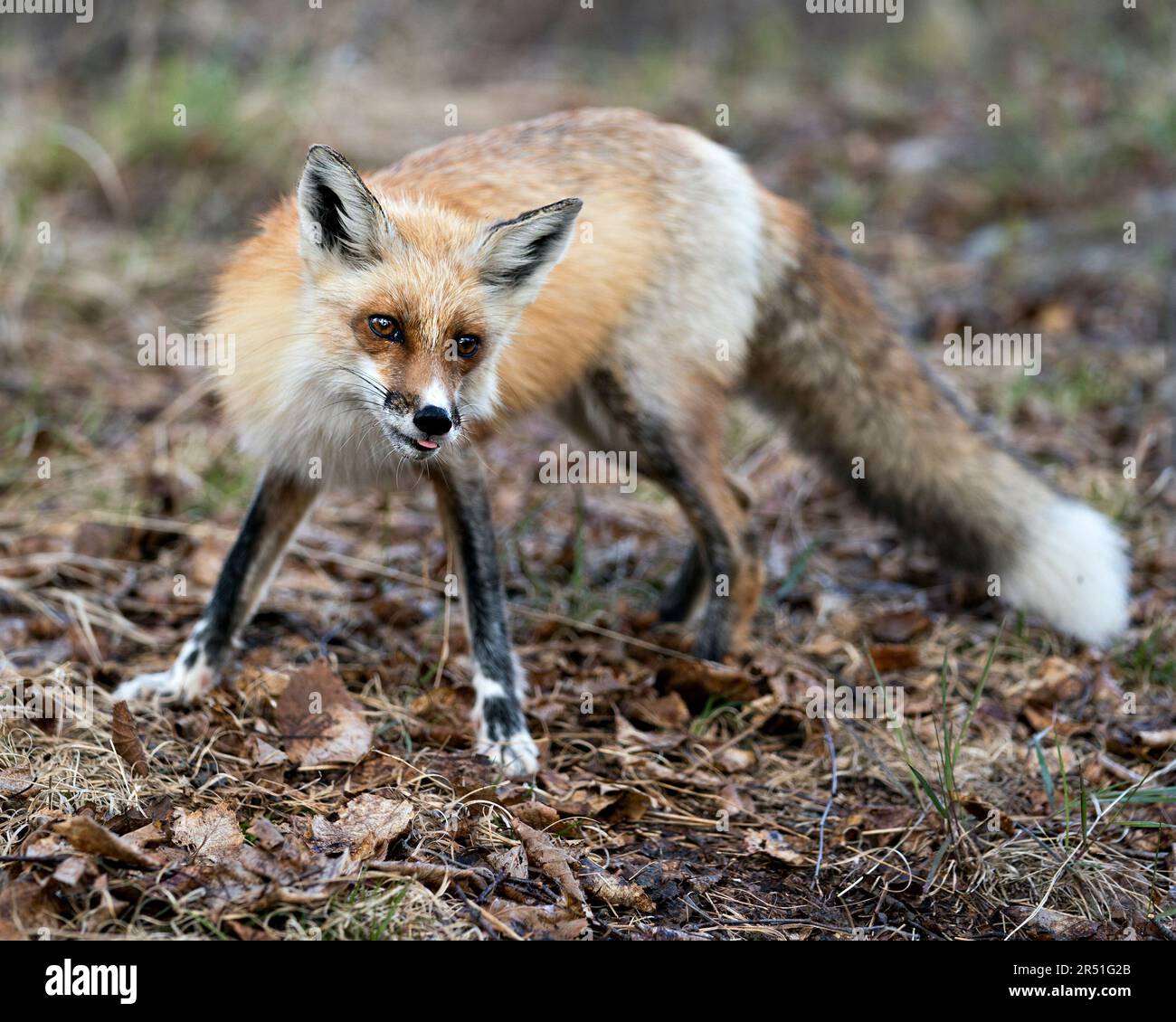 Red Fox close-up profile view looking at camera and displaying tongue ...