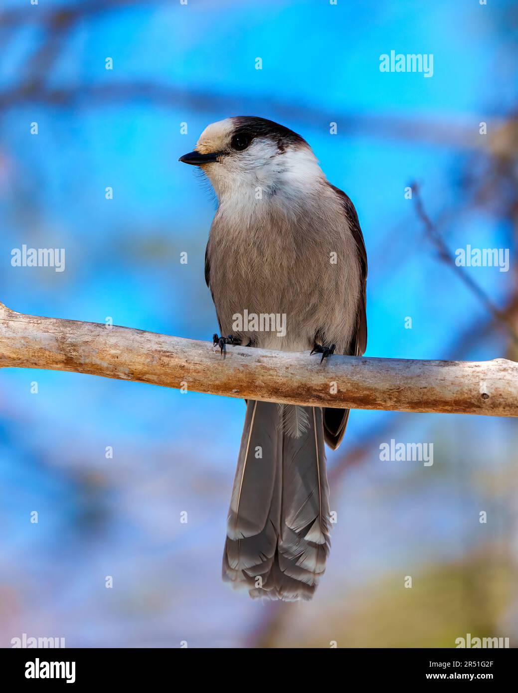 Grey Jay close-up profile front view perched on tree branch with a blue ...