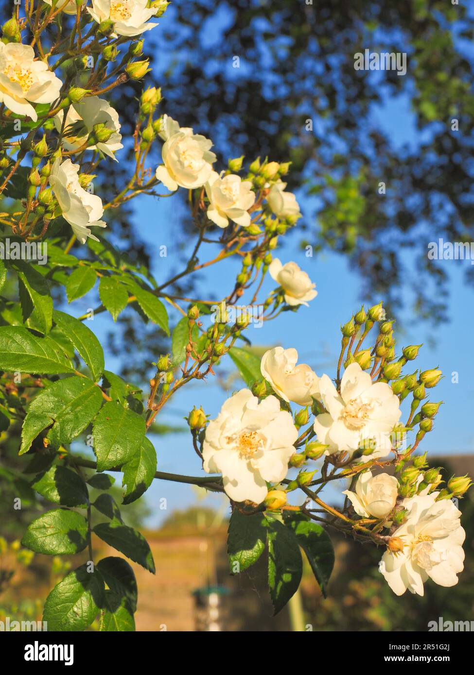 A beautiful pale white climbing rose in the evening sun Stock Photo - Alamy