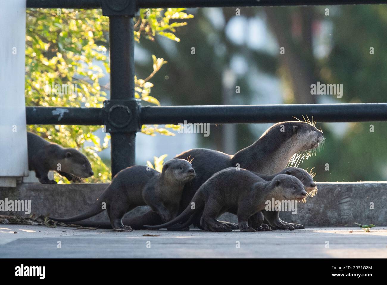 Singapore. 24th May, 2023. Wild smooth-coated otters make their way ...