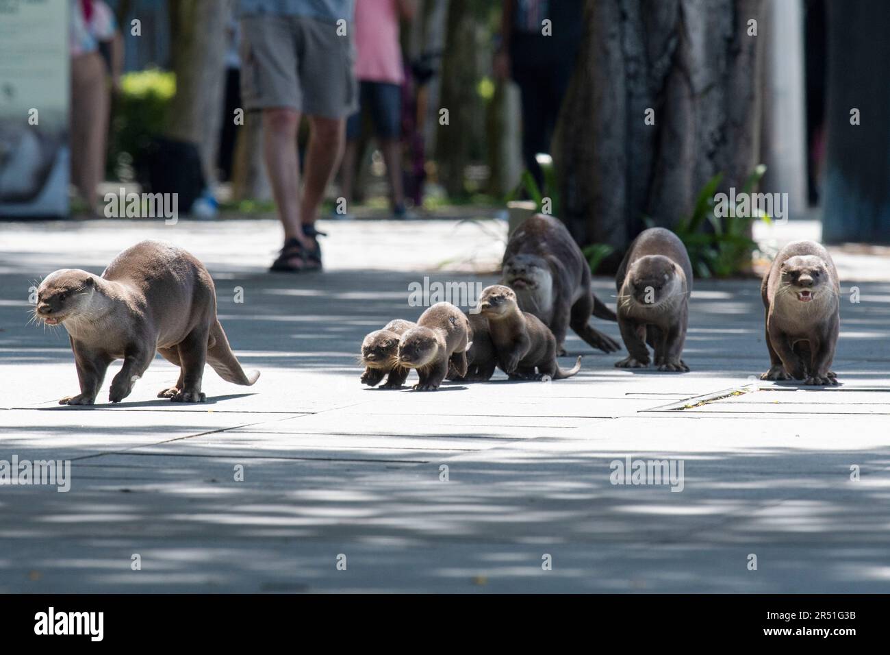 Singapore. 2nd May, 2023. Wild smooth-coated otters make their way ...