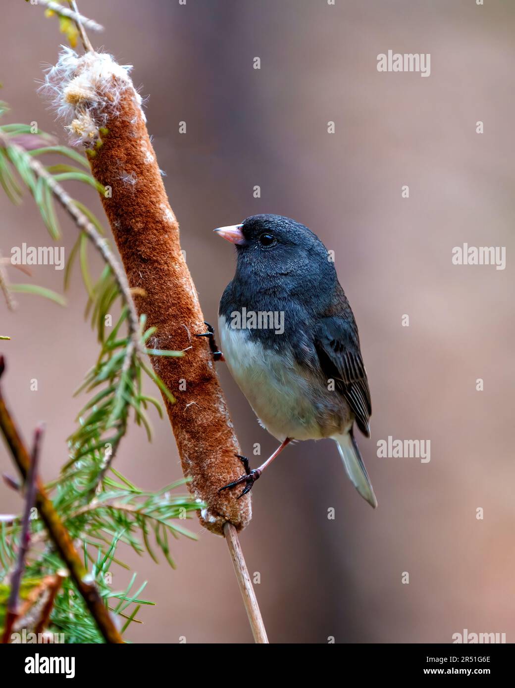 Junco close-up side view perched on a cattail with a brown soft ...