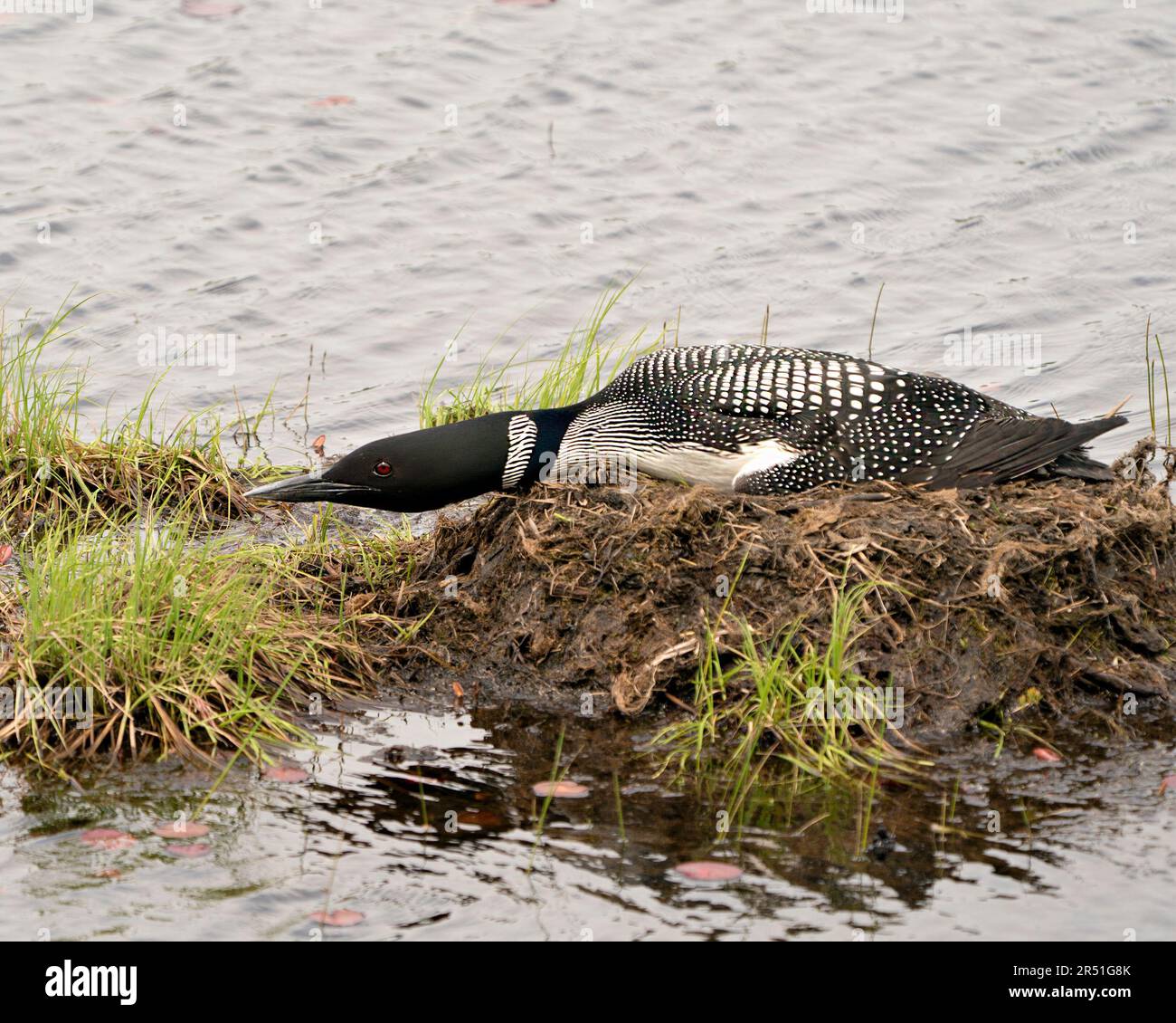 Loon nesting on its nest with marsh grasses, mud and water in its environment and habitat ...