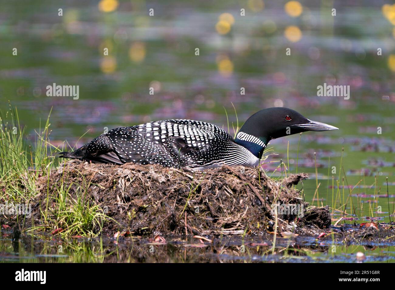 Common Loon close-up view nesting on its nest with marsh grasses, mud ...