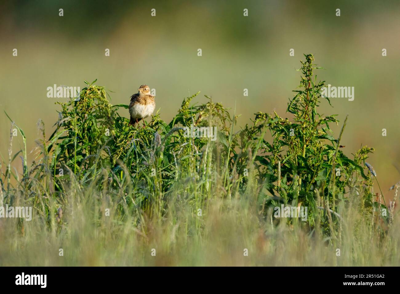 A Lark bird in the wild Stock Photo - Alamy