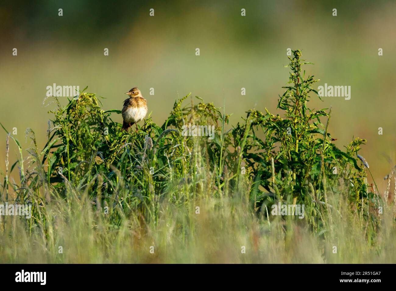 A Lark bird in the wild Stock Photo - Alamy