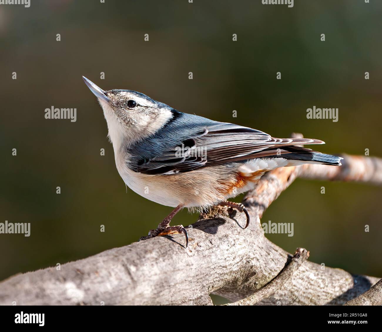 White-breasted Nuthatch perched on a tree branch with a blur background ...