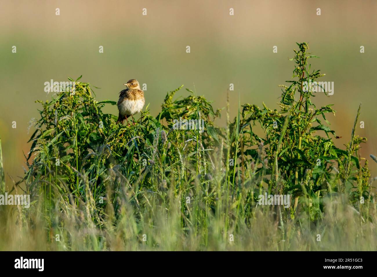 Fauna crested lark fauna hi-res stock photography and images - Alamy