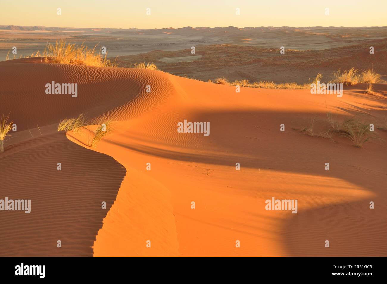 The Namib Desert in Namibia with its red sand dunes during the golden ...