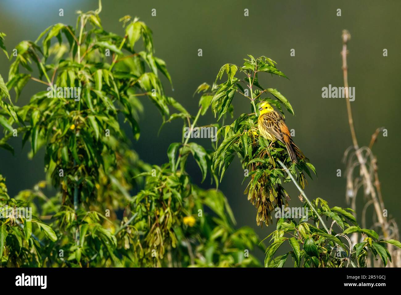 Yellow hammer bird hi-res stock photography and images - Alamy