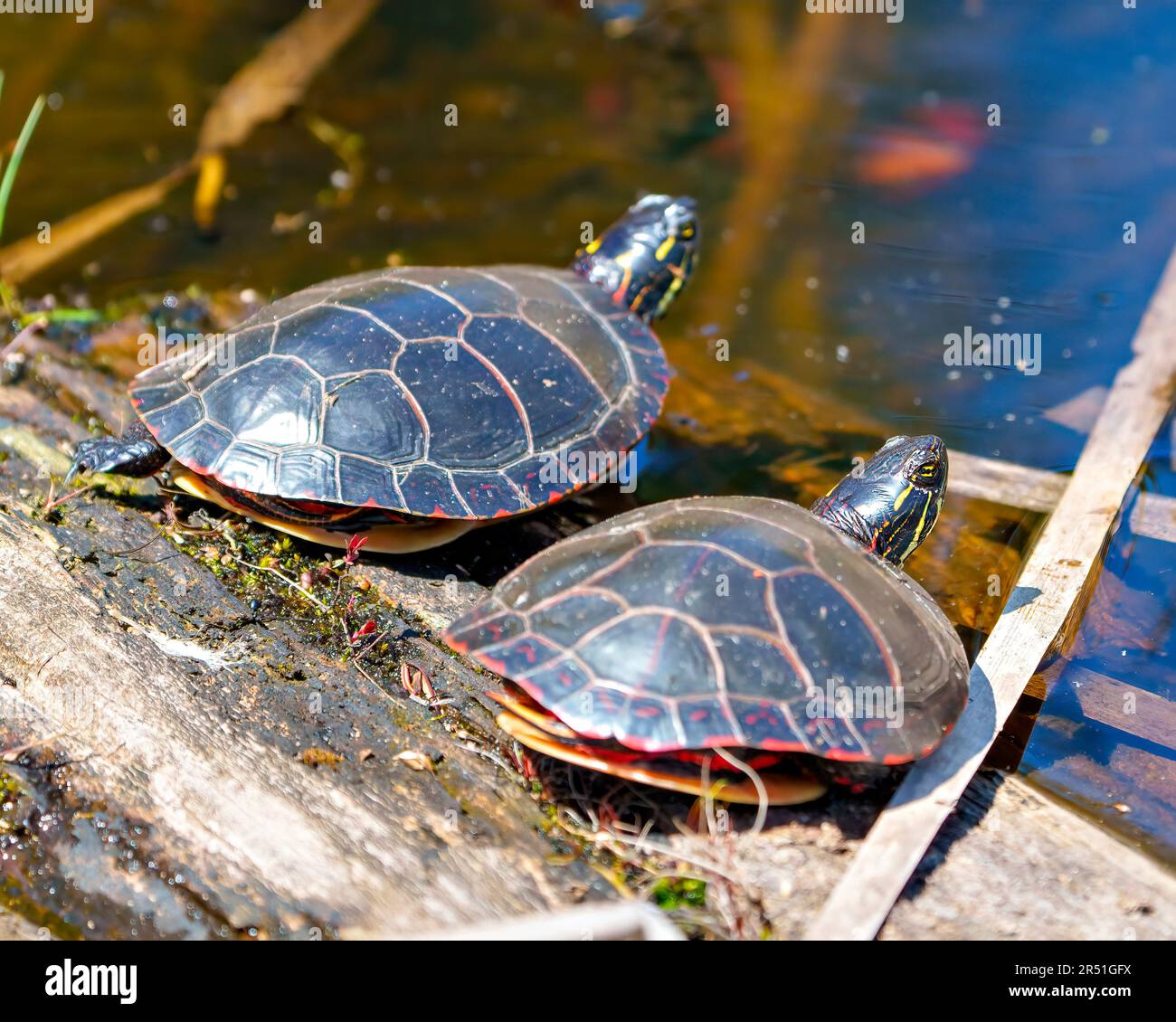 Painted Turtle couple resting on a log with moss in the pond enjoying their environment and ...