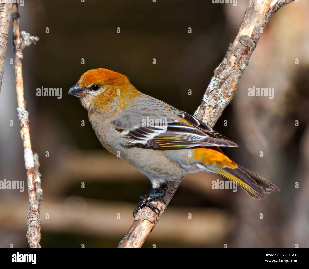 Pine Grosbeak female side view perched on a branch with a blur forest ...