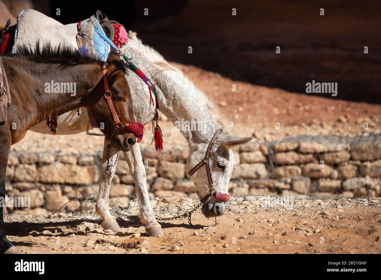 Two Sad donkeys with saddle standing in Petra ancient cave city, Jordan ...