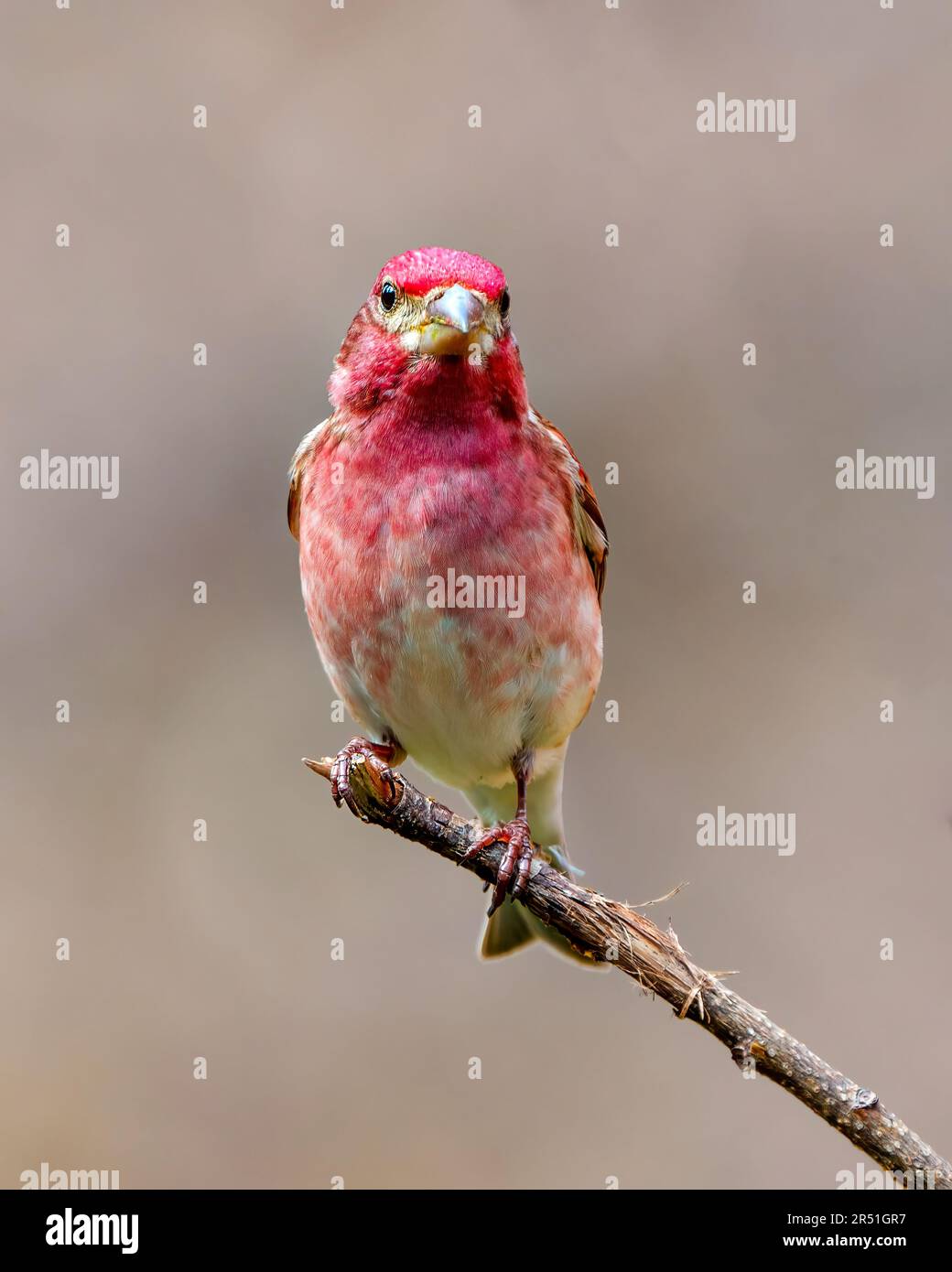 Purple Finch male close-up front view perched on a twig in its ...