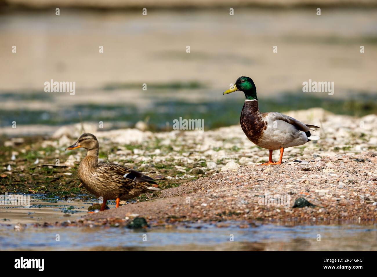 Mallard duck male female mating hi-res stock photography and images - Alamy