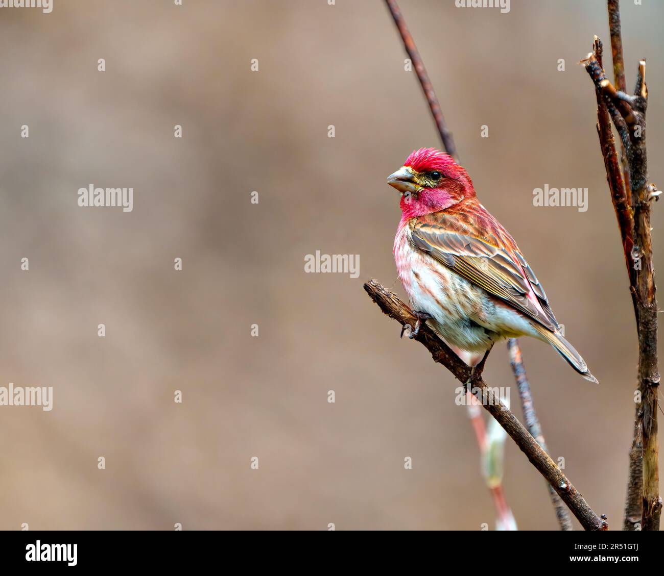 Finch male close-up side view, perched on a branch with a brown ...