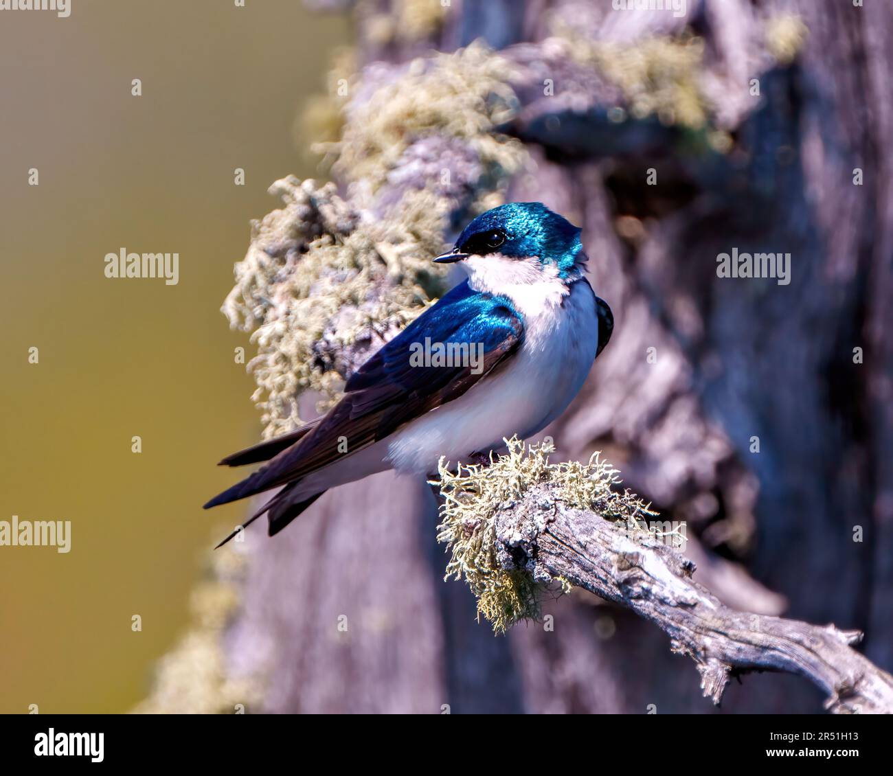 Swallow close-up side view perched on a moss tree branch with a blur ...