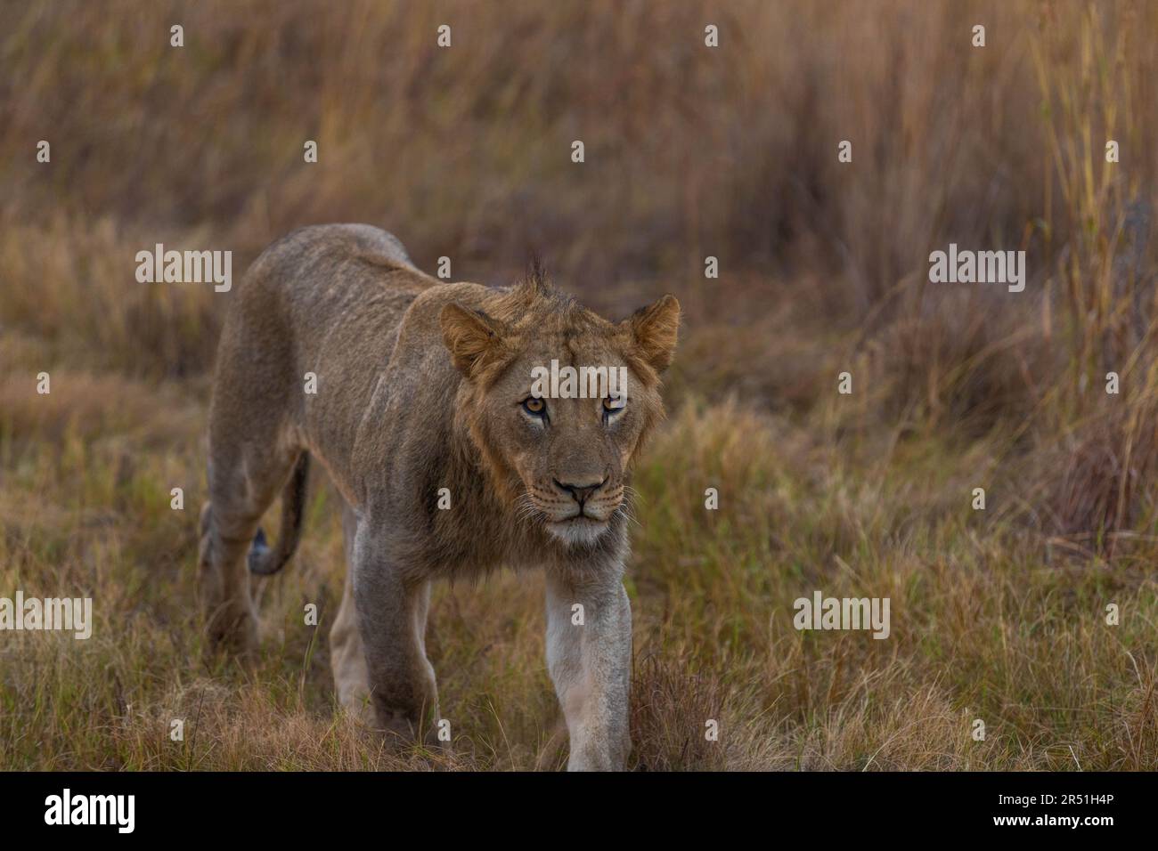 Lion in Nambiti Game Reserve, South Africa Stock Photo - Alamy