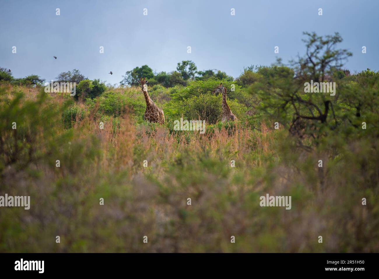 Girafe in Nambiti game Reserve, South Africa Stock Photo - Alamy