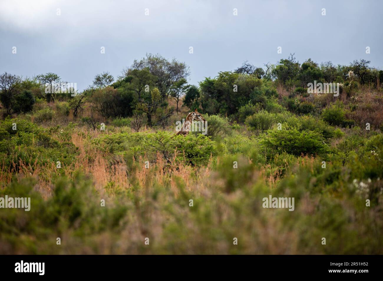 Girafe in Nambiti game Reserve, South Africa Stock Photo - Alamy