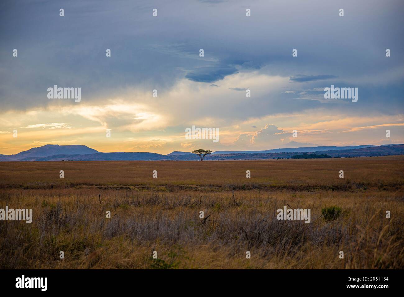 South africa nambiti reserve hi-res stock photography and images - Alamy