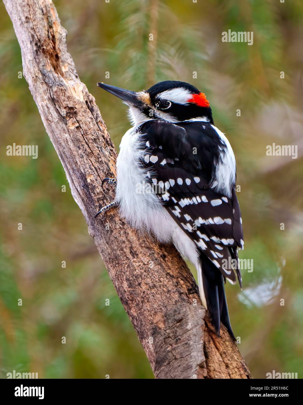 Woodpecker male close-up profile view gripping to a tree branch with a ...