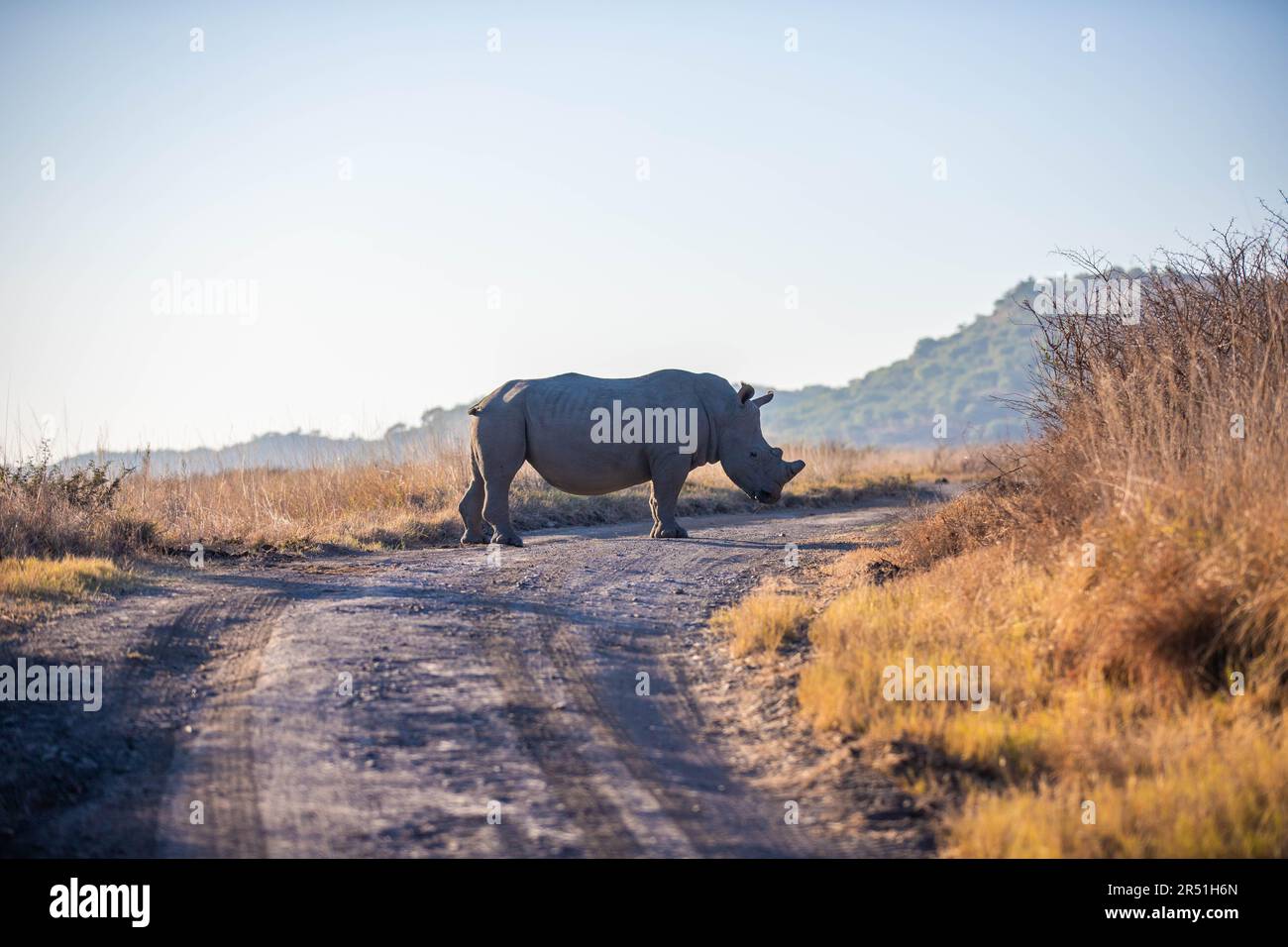 White Rhino, Nambiti Game Reserve, South Africa Stock Photo - Alamy