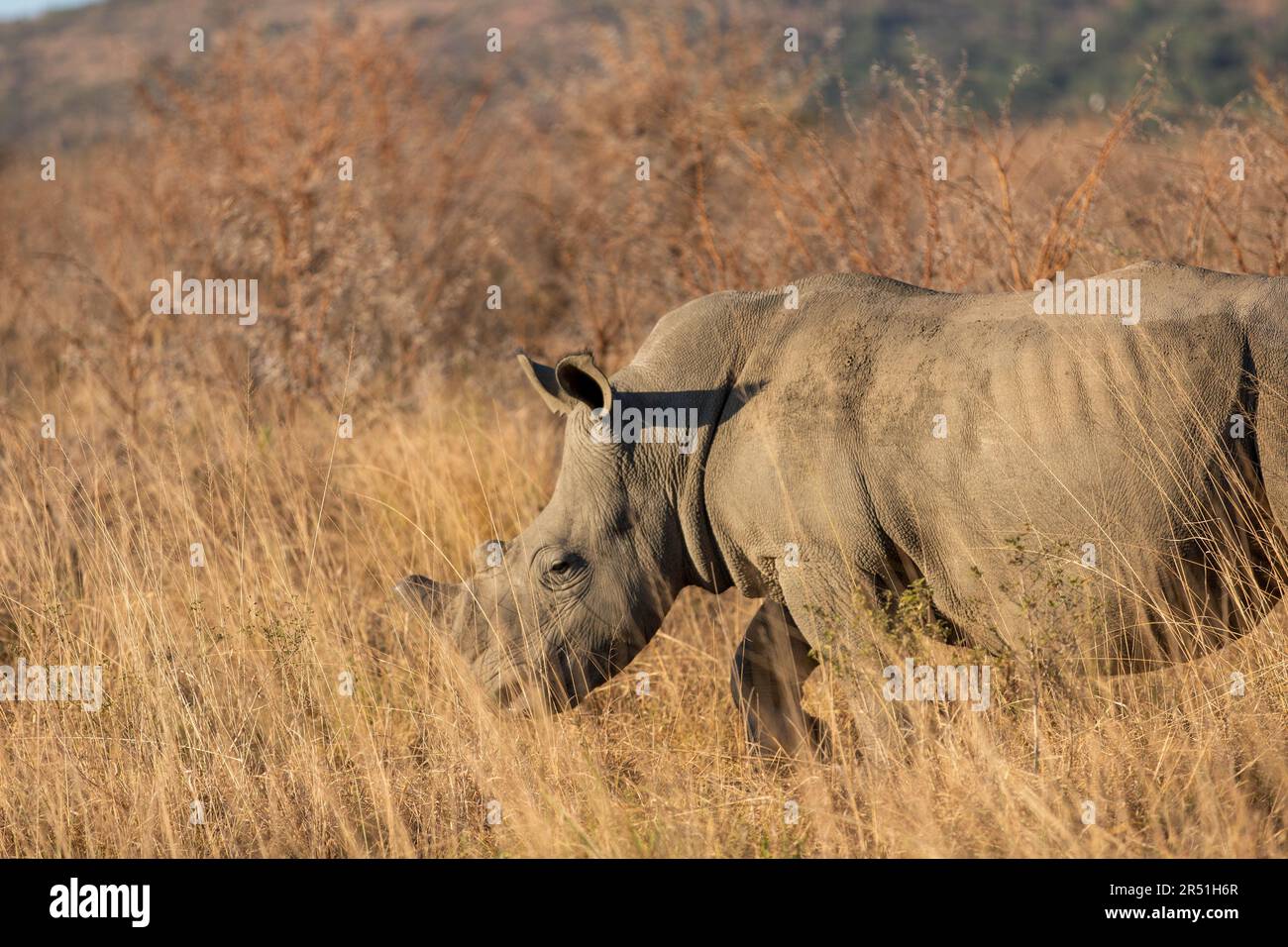 Rhino social behavior hi-res stock photography and images - Alamy