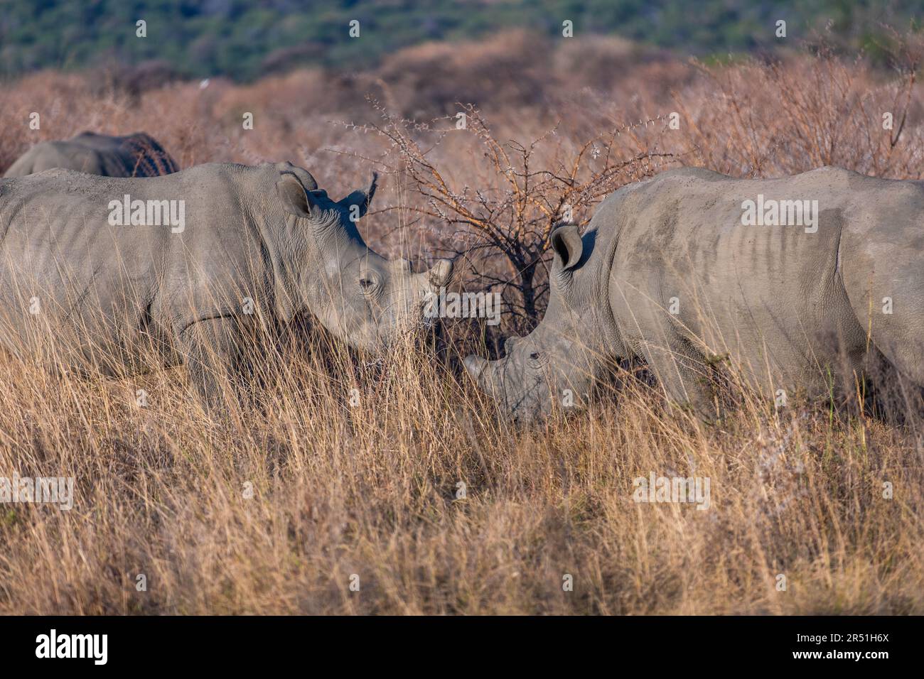 White Rhino, Nambiti Game Reserve, South Africa Stock Photo - Alamy