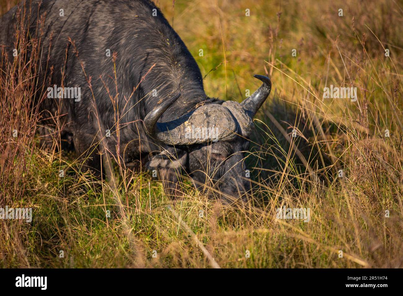 Buffalo in Nambiti game reserve, South Africa Stock Photo - Alamy