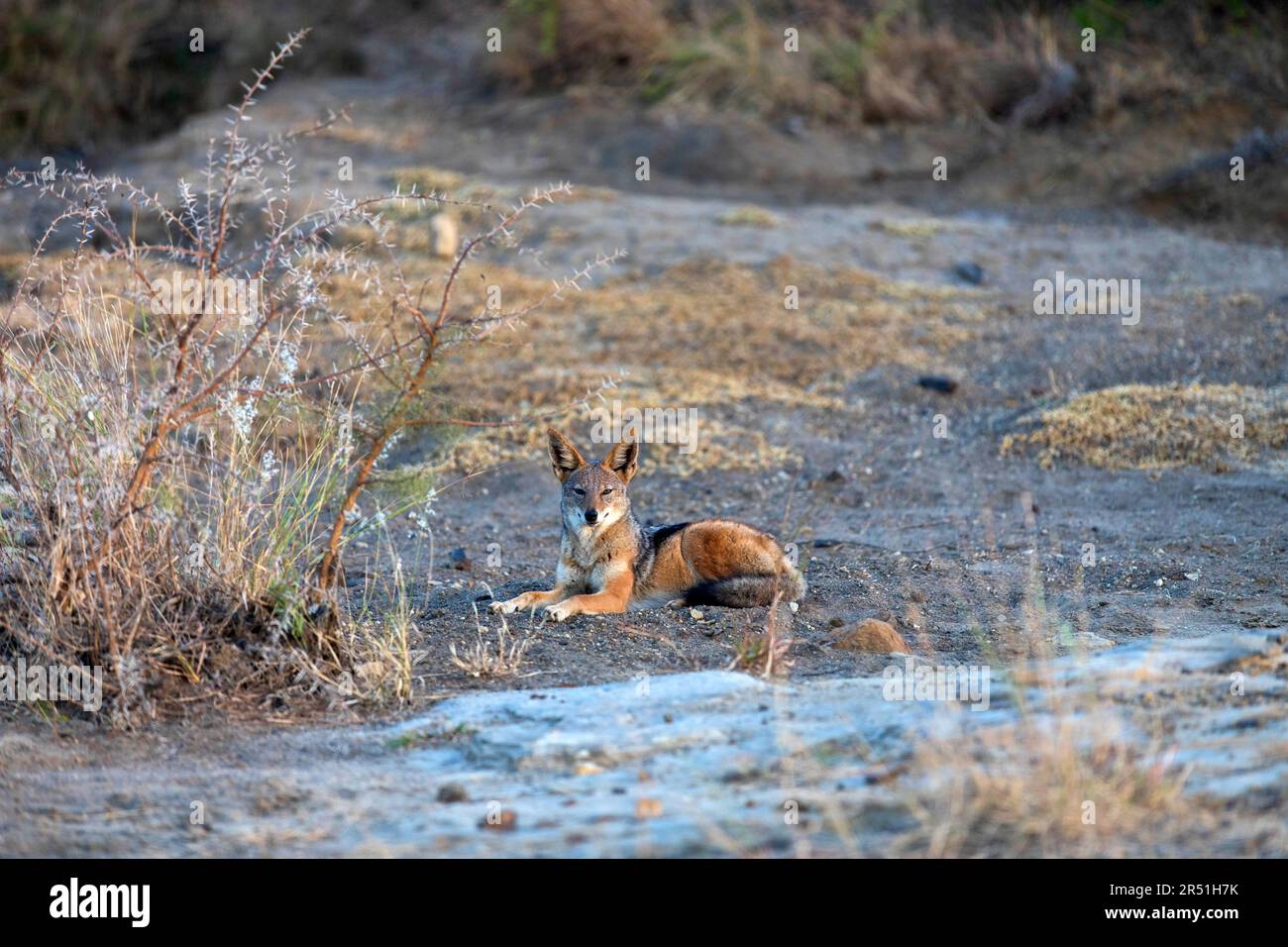 Chacal, Nambiti Game Reserve, South Africa Stock Photo - Alamy