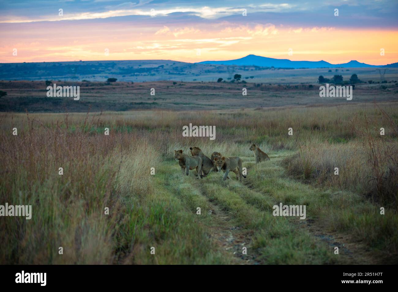 Lion pride dynamics hi-res stock photography and images - Alamy