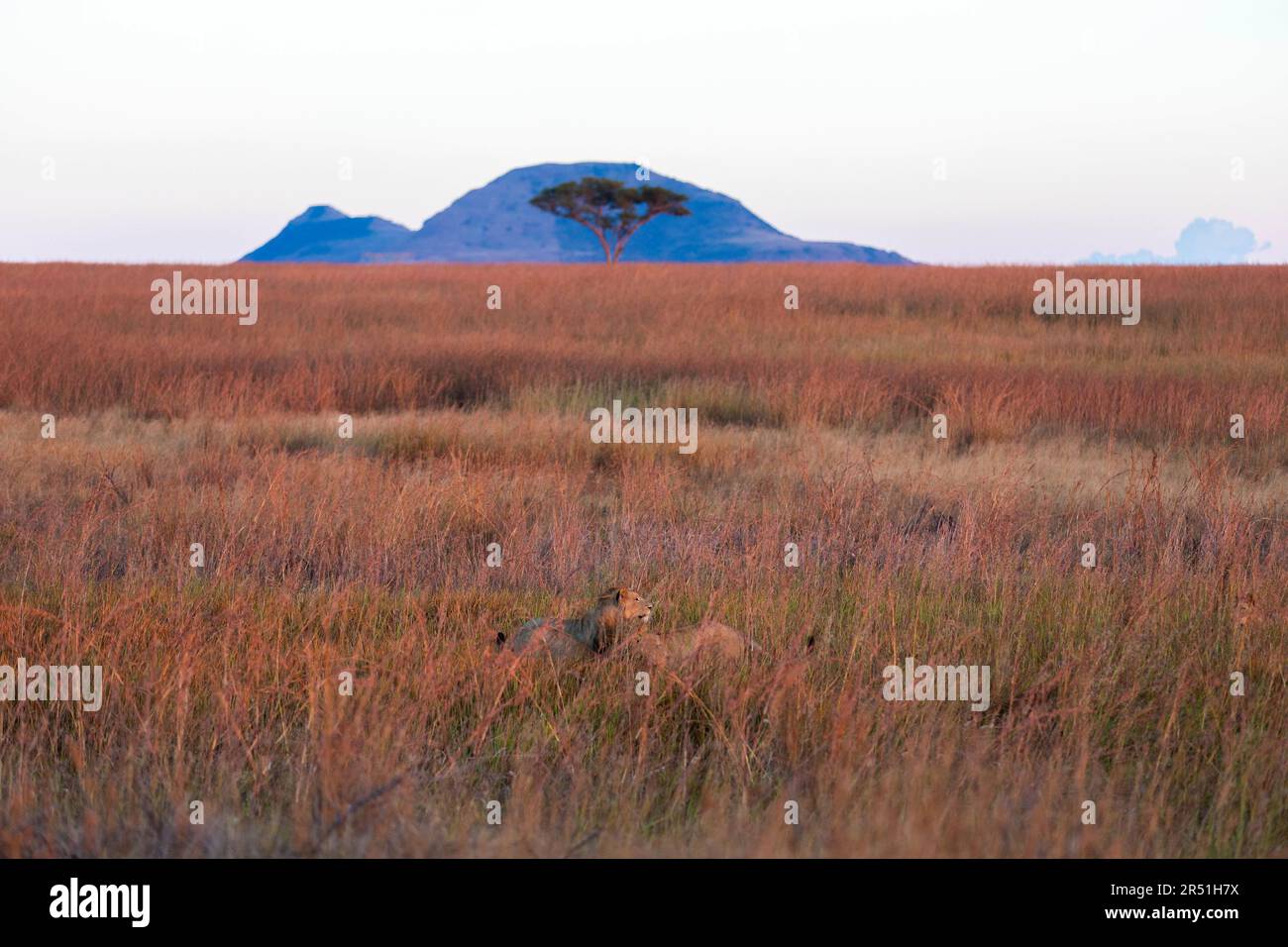 Landscape of Nambiti Game Reserve, South Africa Stock Photo - Alamy