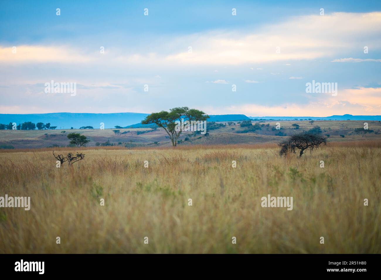 Landscape of Nambiti Game Reserve, South Africa Stock Photo - Alamy