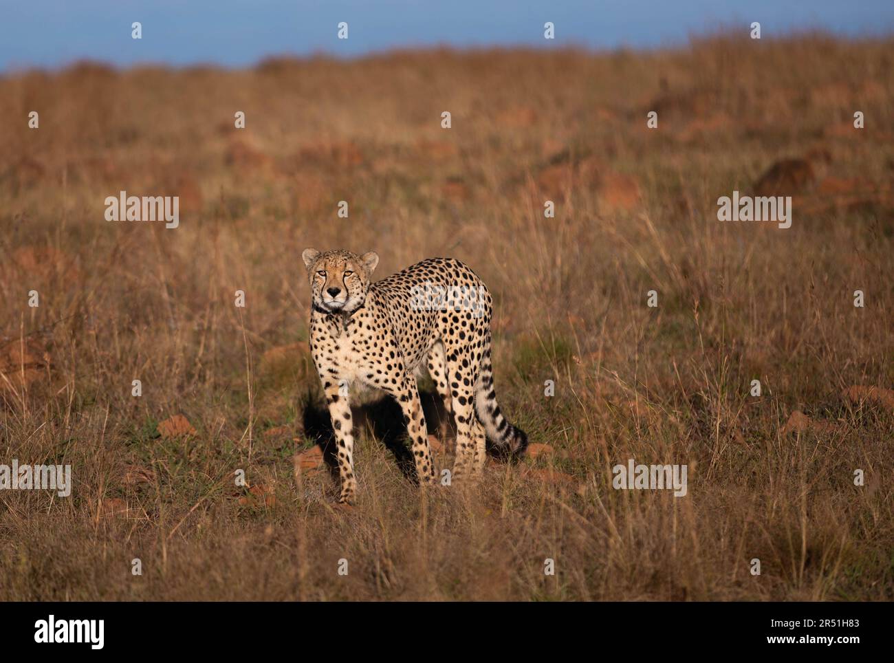 Cheetah in Nambiti Game Reserve, South Africa Stock Photo - Alamy
