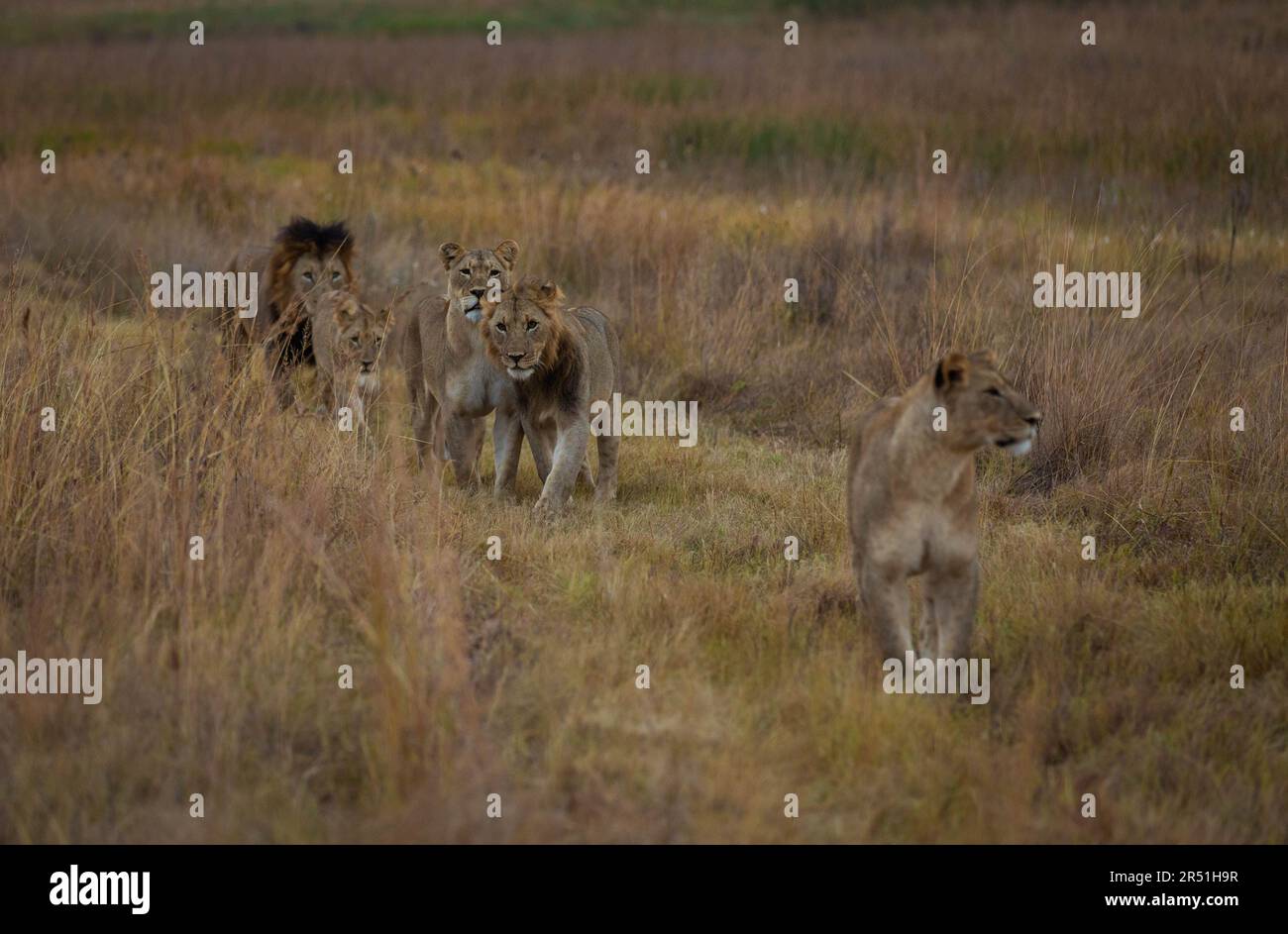Lion pride in Nambiti Game Reserve, South Africa Stock Photo - Alamy