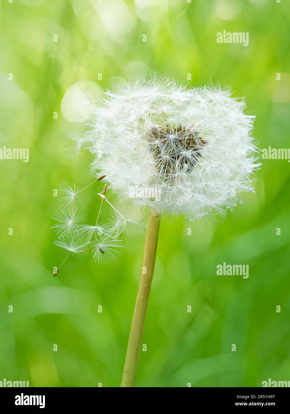 Seed head of Dandelion (Taraxacum officinale) often called a Dandelion ...