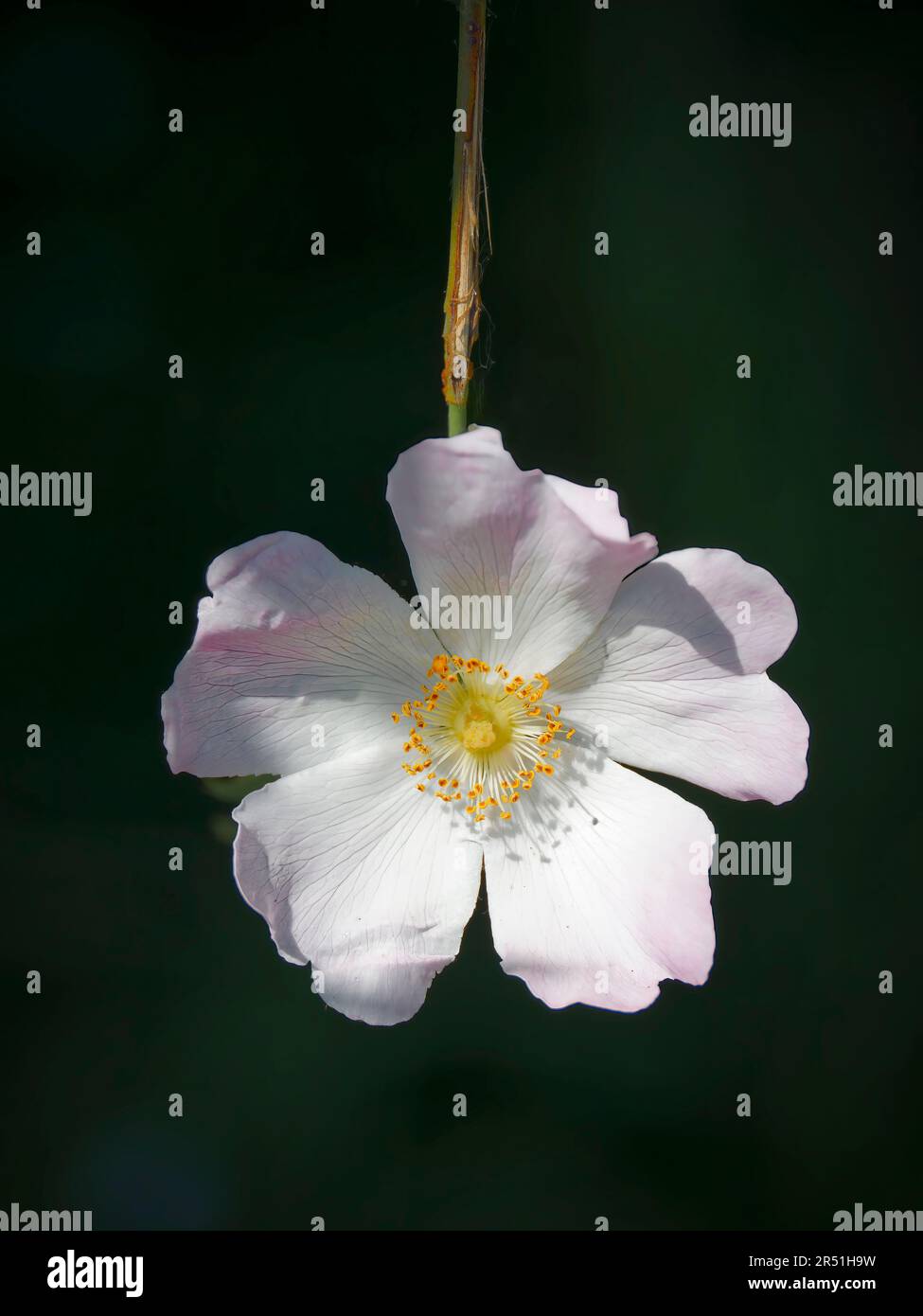 A flower of the Wild Rose, also known as the Dog Rose, (Rosa canina ...