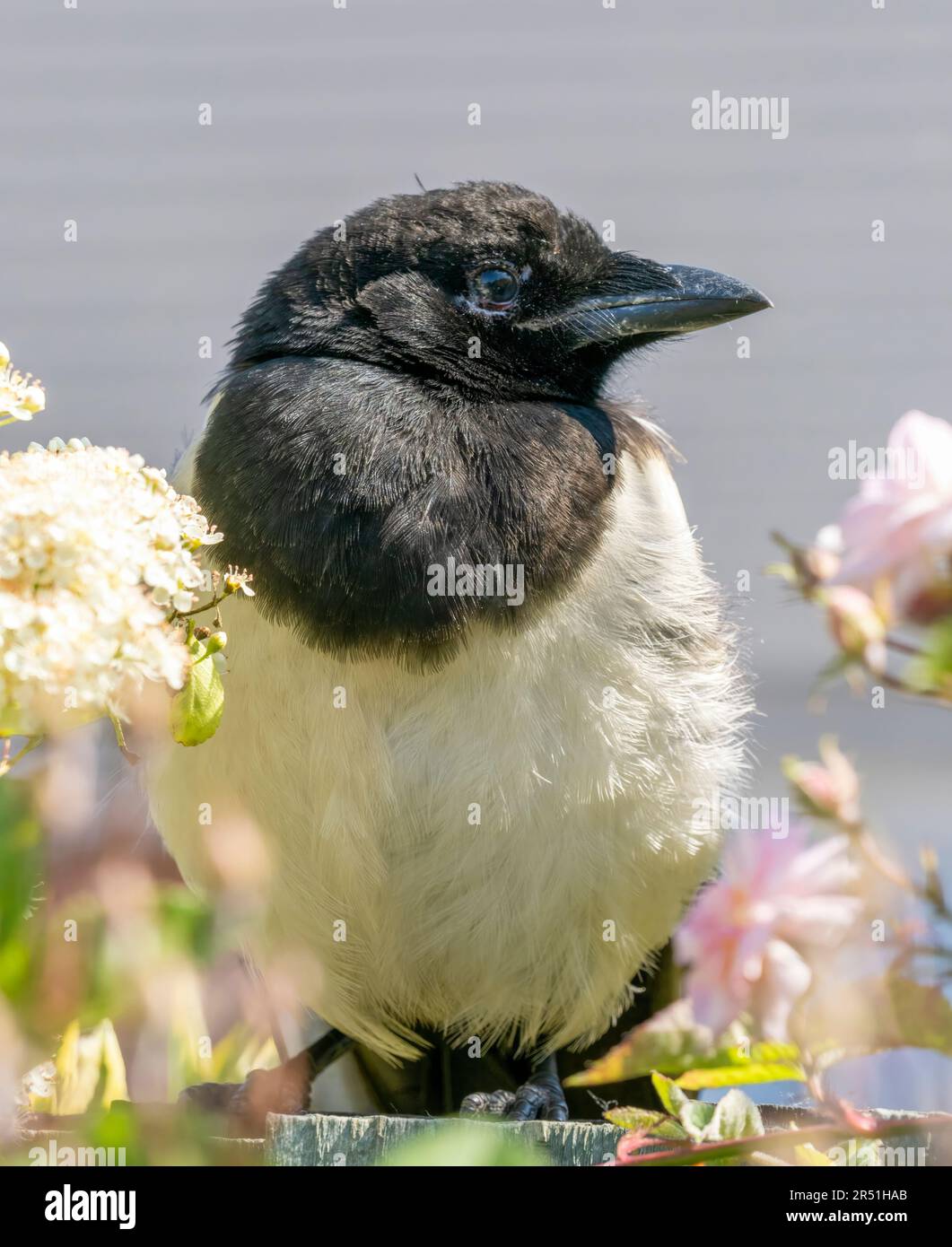 Aggressive magpies hi-res stock photography and images - Alamy